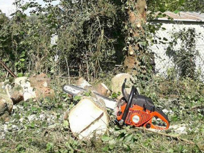 Nicolas Hermant - Arboriste / Grimpeur / Elagueur